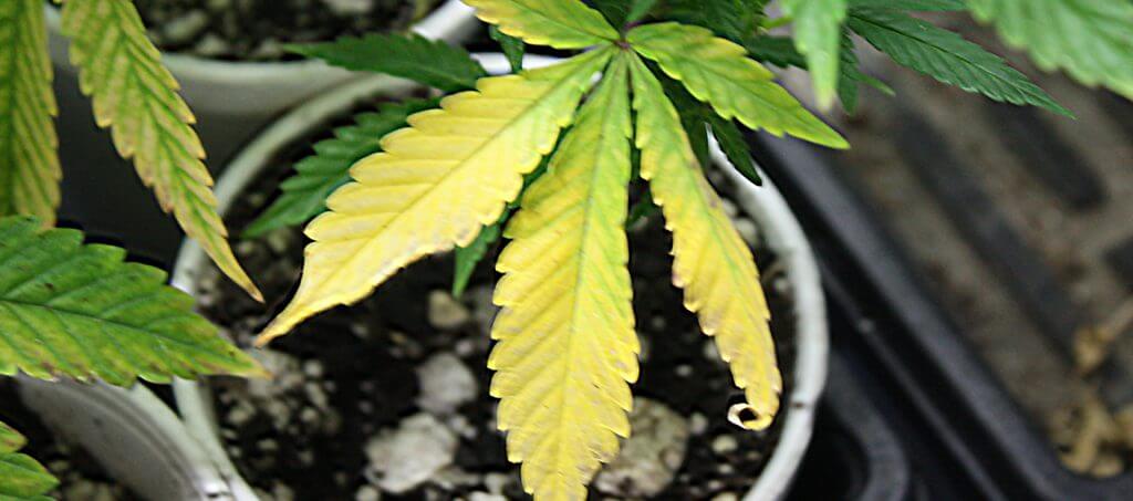 How to Diagnose Cannabis Plants with Yellow Leaves | Cafe420