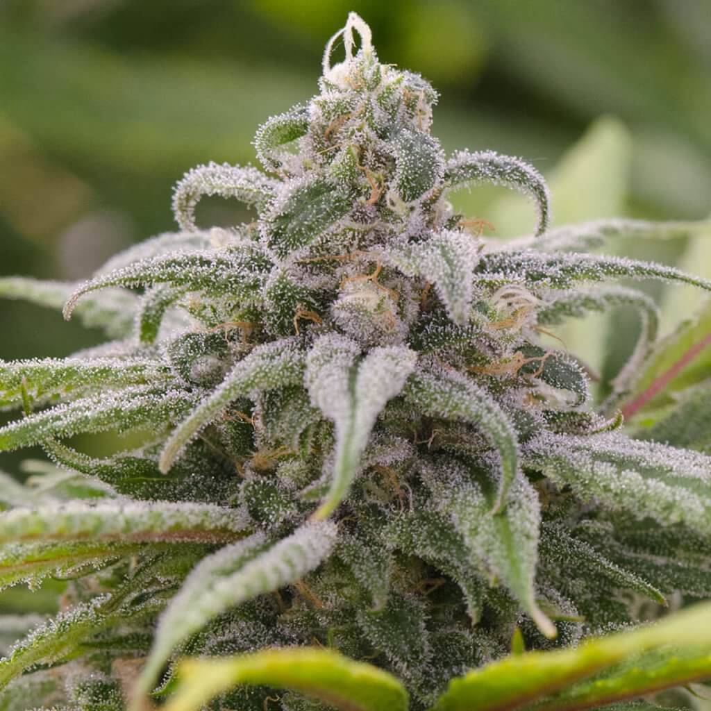 Cafe420 - Cannabis Seeds, CBD Edibles & Smoking Accessories